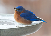 Kozy Spa Birdbath with Bluebirds and Goldfinch