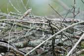 Brush Piles for Birds
